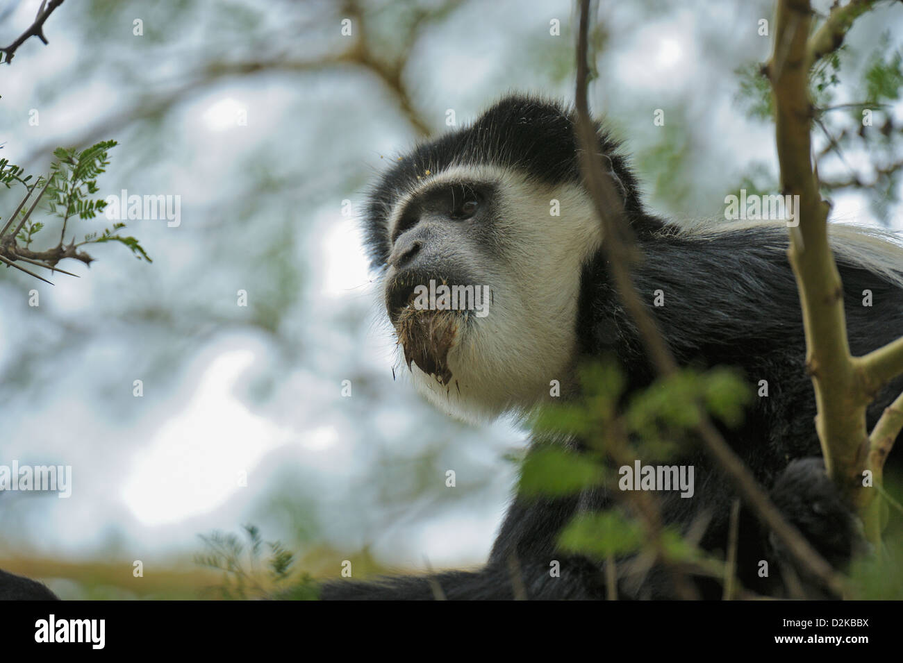 Abyssinian acacia tree hi-res stock photography and images - Alamy