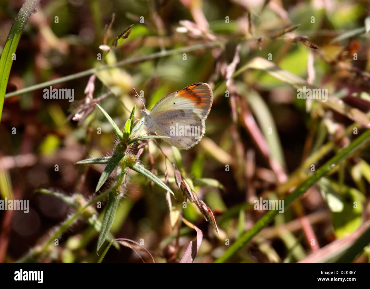 Colotis hi-res stock photography and images - Alamy