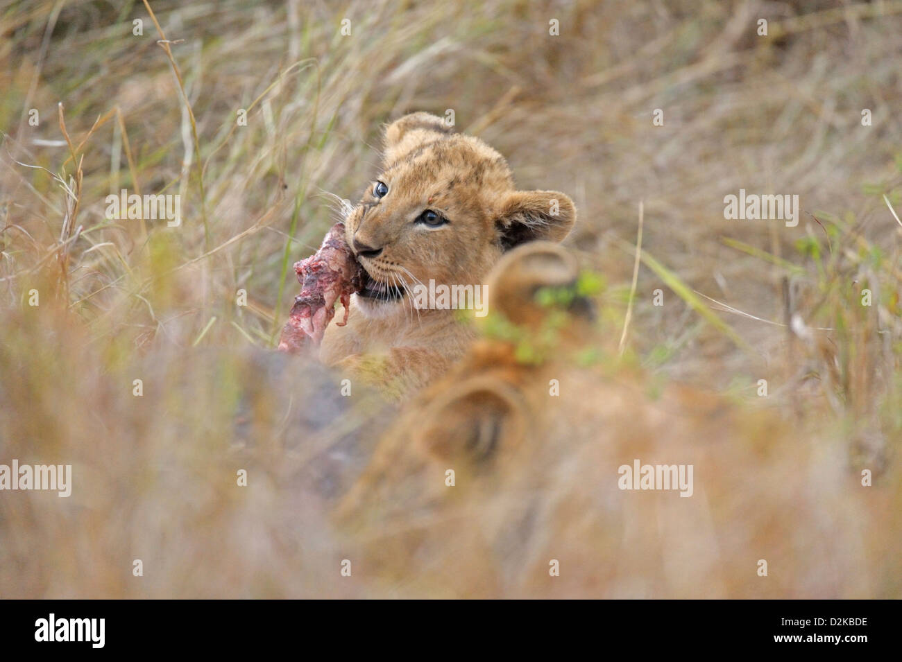 Lion Cub Eating High Resolution Stock Photography and Images - Alamy