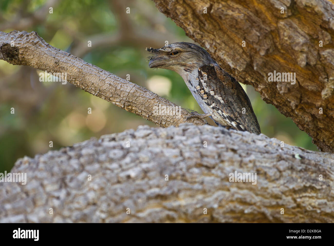 Tawny Frogmouth (Podargus strigoides) sitting camouflaged as a tree ...