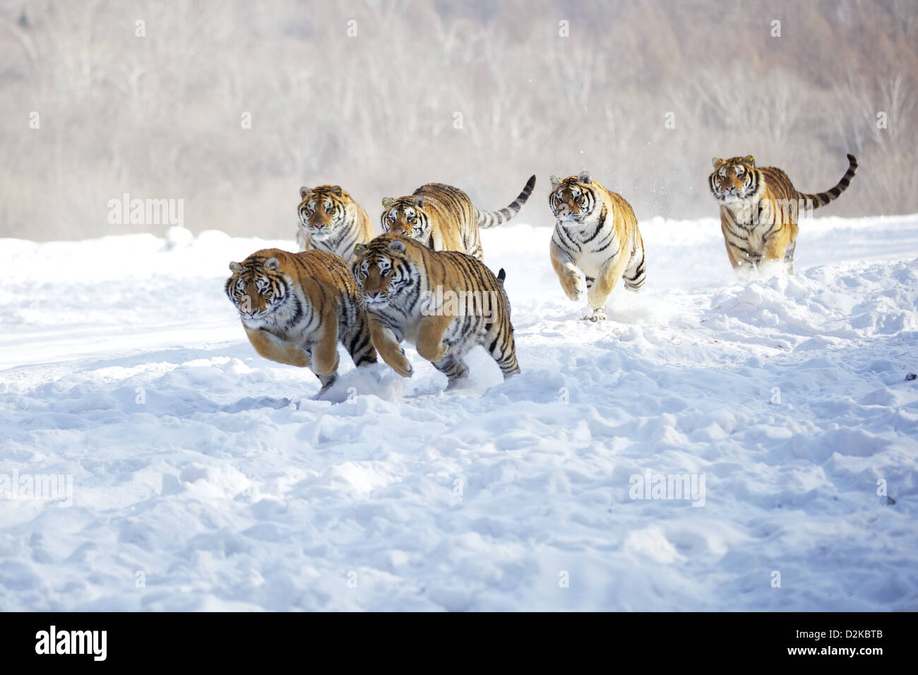 Siberian tigers Crouching Tiger Stock Photo - Alamy