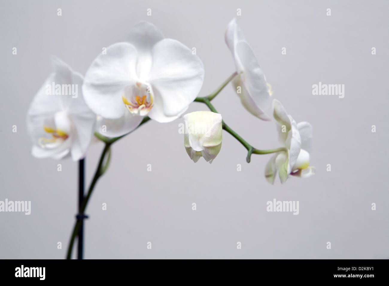 Western orchids hi-res stock photography and images - Alamy