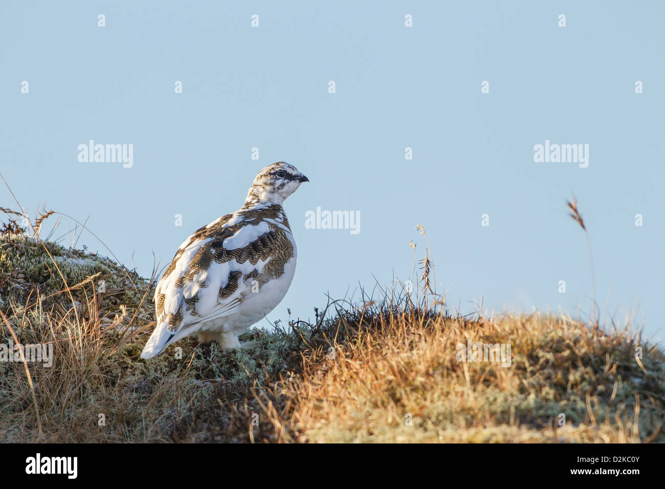 Changing plumage hi-res stock photography and images - Alamy