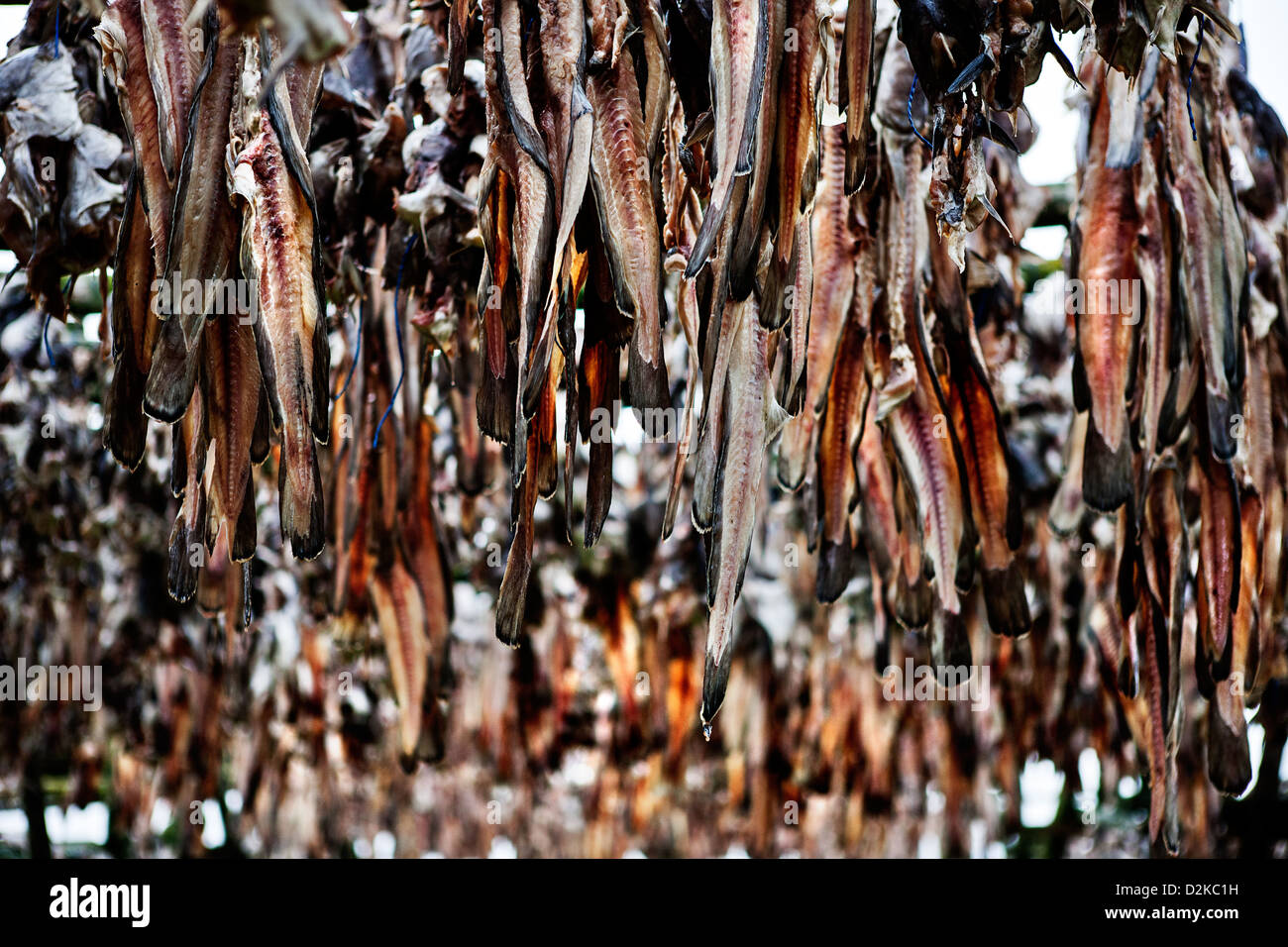 Cod drying hi-res stock photography and images - Alamy