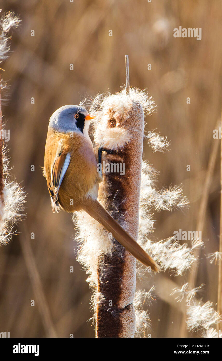 Male Bearded Tit (Parnus Biarmicus) eating reed mace seed Stock Photo ...