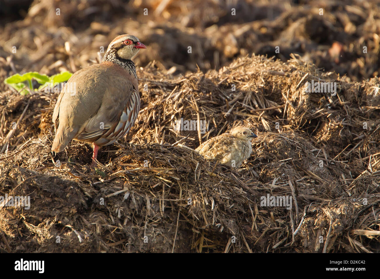 Female partridge hi-res stock photography and images - Alamy