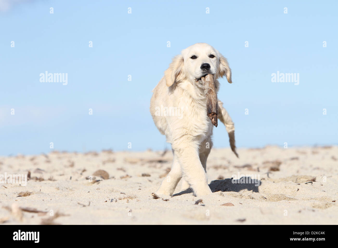 Dog Golden Retriever puppy walking on the sand Stock Photo - Alamy