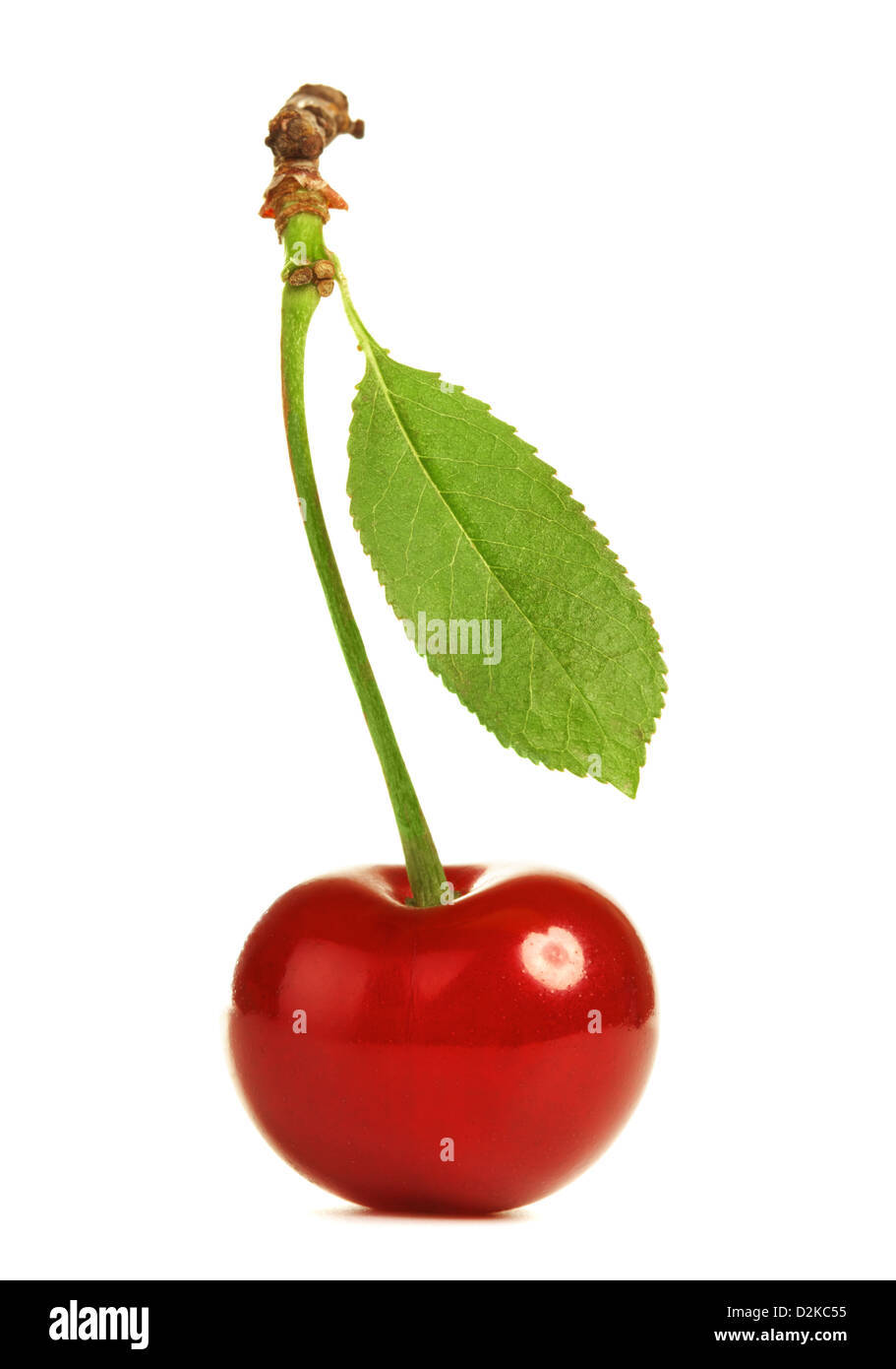 fresh cherry with stem isolated on white Stock Photo - Alamy