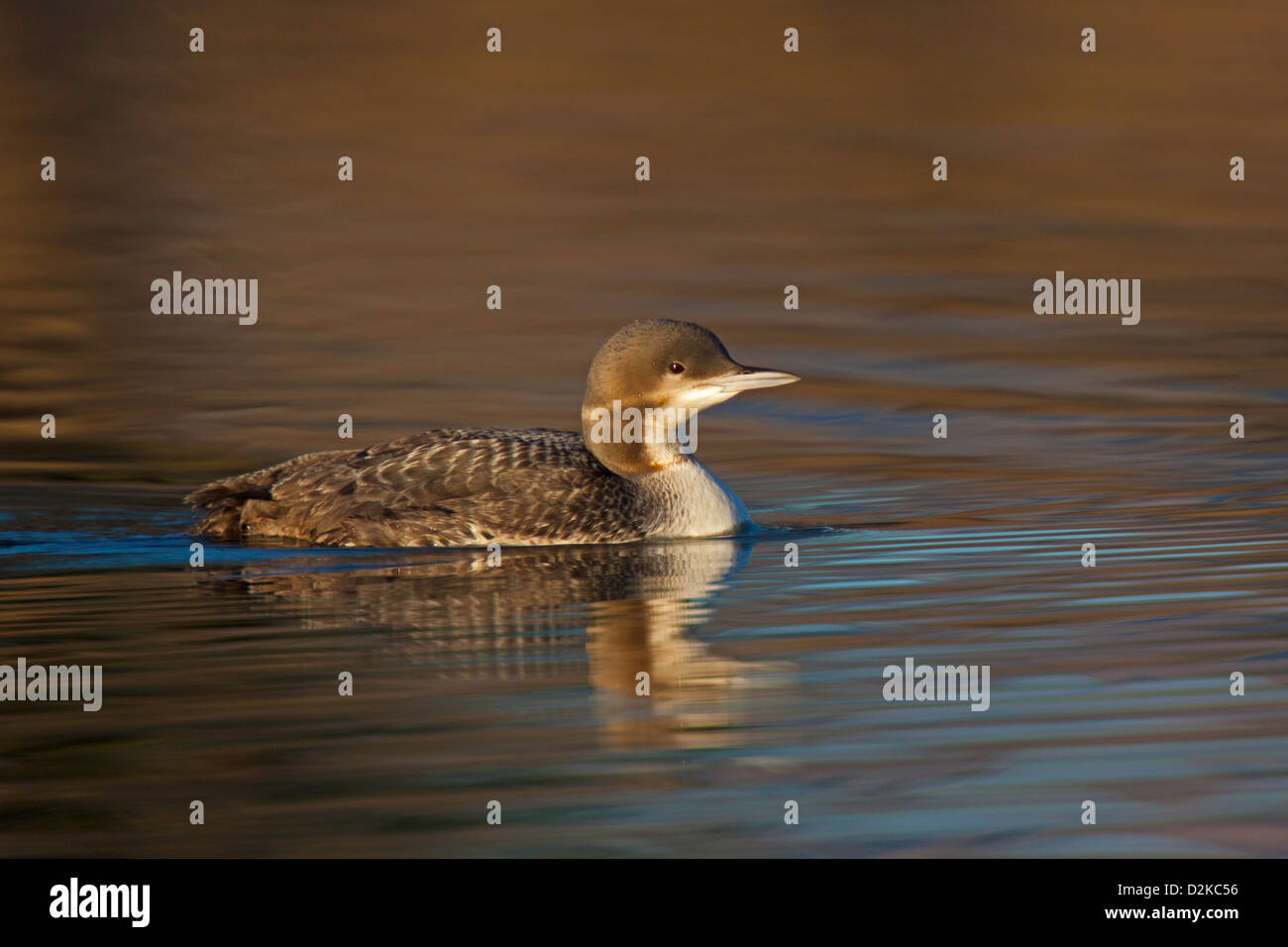 Pacific Loon Gavia pacifica Tucson, Pima County, Arizona, United States ...