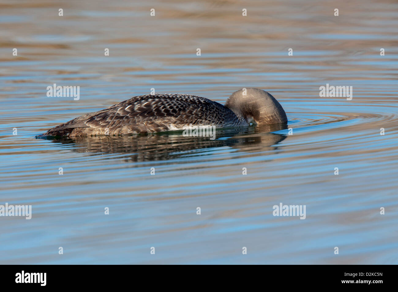 Loon hi-res stock photography and images - Alamy