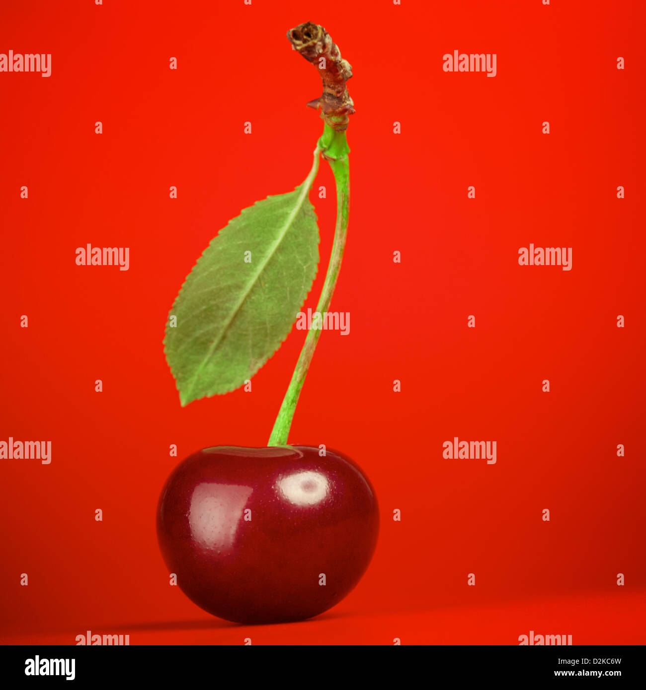 fresh red cherry with stem on red background Stock Photo - Alamy