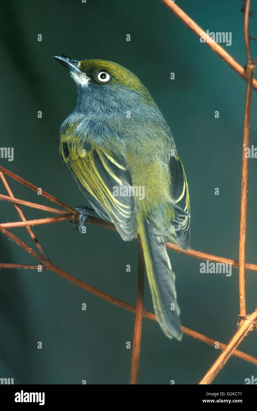 Slaty vireo hi-res stock photography and images - Alamy
