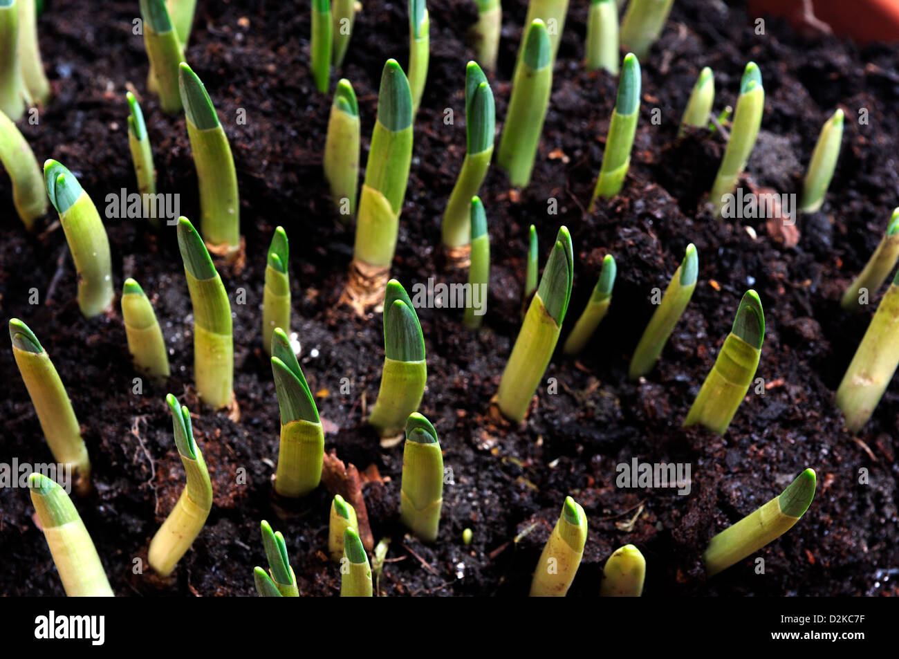 Growing plants from bulbs hi-res stock photography and images - Alamy