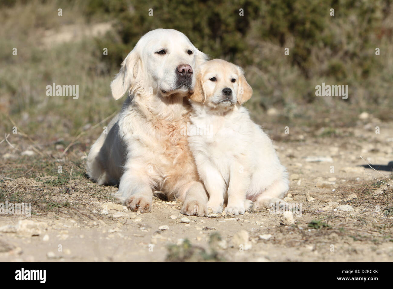 Golden retriever guide dogs puppies hi-res stock photography and images ...