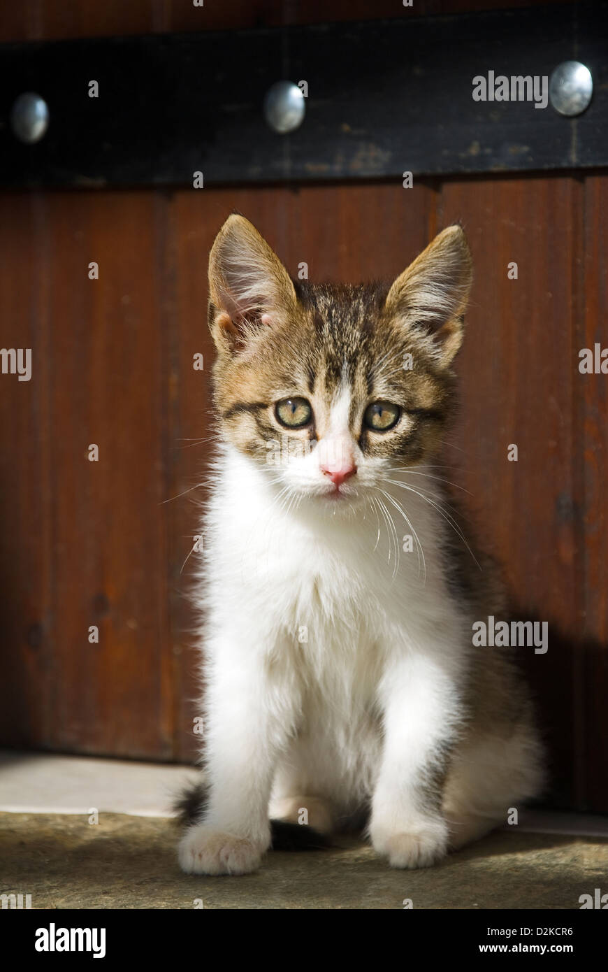 Tabby kitten guarding front door Stock Photo - Alamy