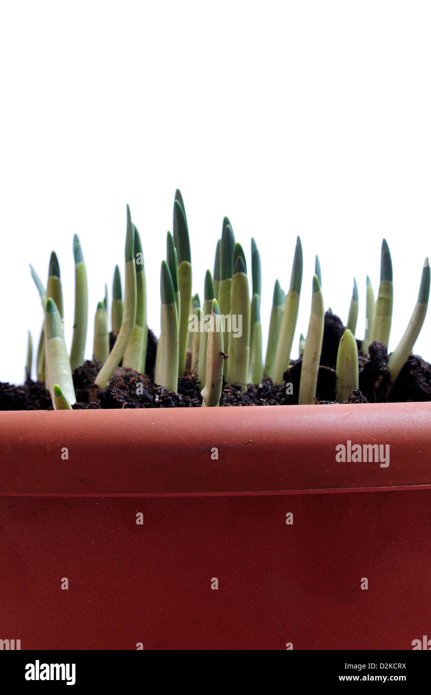 Snowdrop shoots hi-res stock photography and images - Alamy