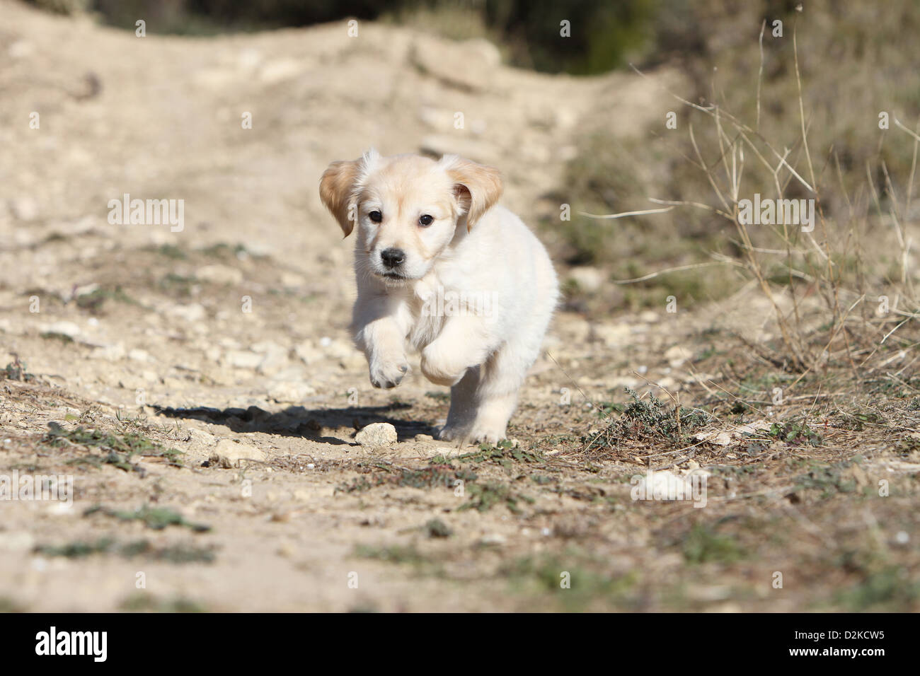 Dog Golden Retriever puppy running on the ground Stock Photo - Alamy