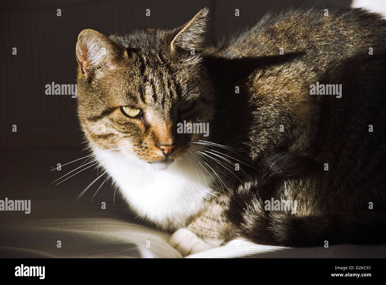 Portrait of a tabby and white tomcat sitting on a white sofa Stock ...