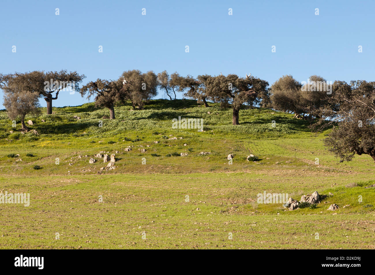 Rural landscape in the Alentejo, Portugal Stock Photo - Alamy