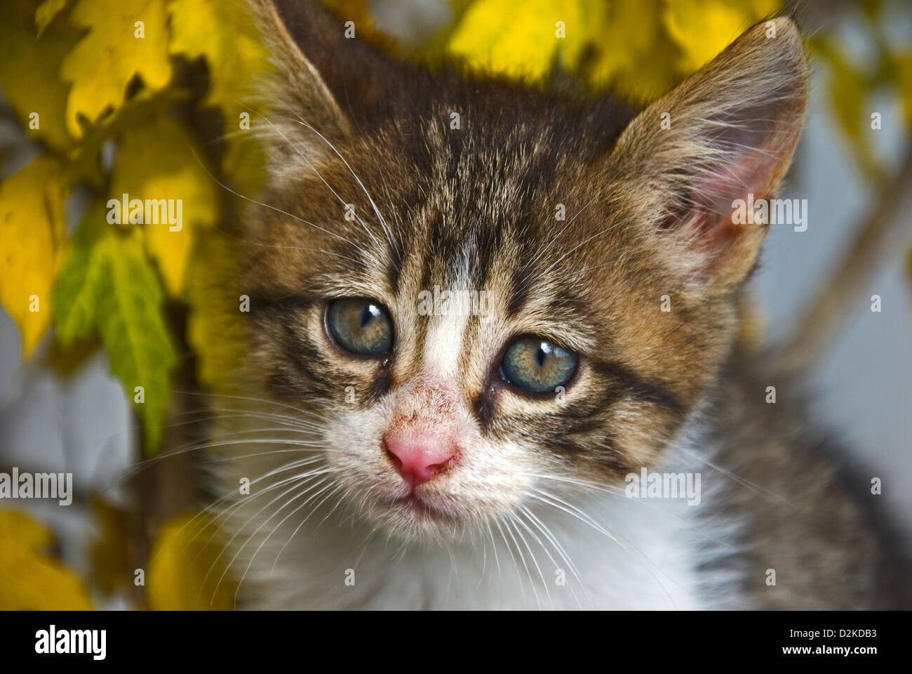 Portrait of a 2 months old kitten Stock Photo - Alamy