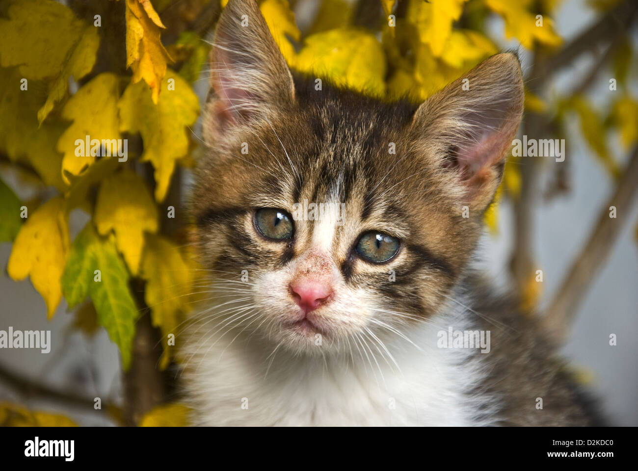 Portrait of a 2 months old kitten Stock Photo - Alamy