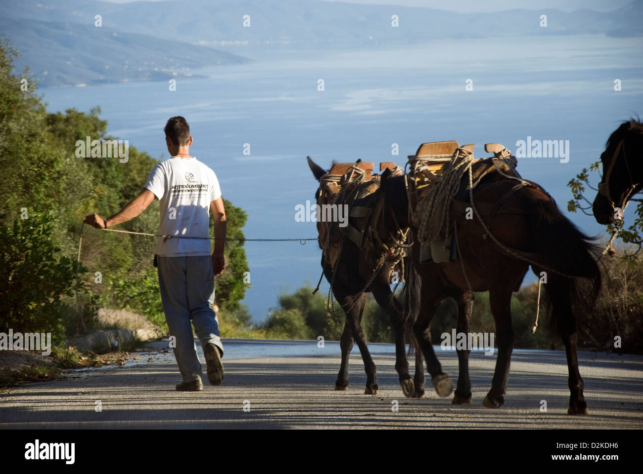 Man leading mules hi-res stock photography and images - Alamy