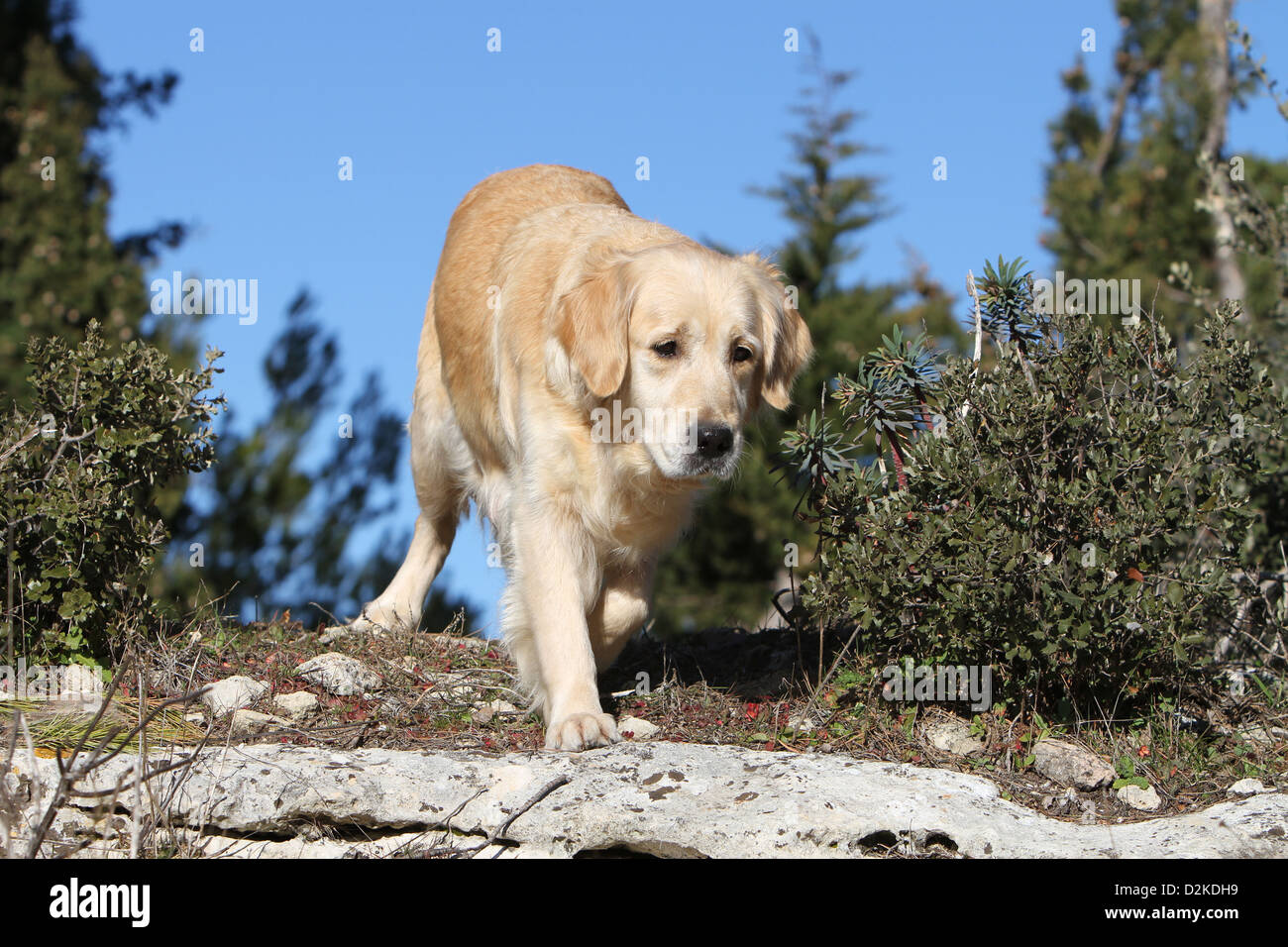 Dog Golden Retriever adult walking on the rocks Stock Photo - Alamy