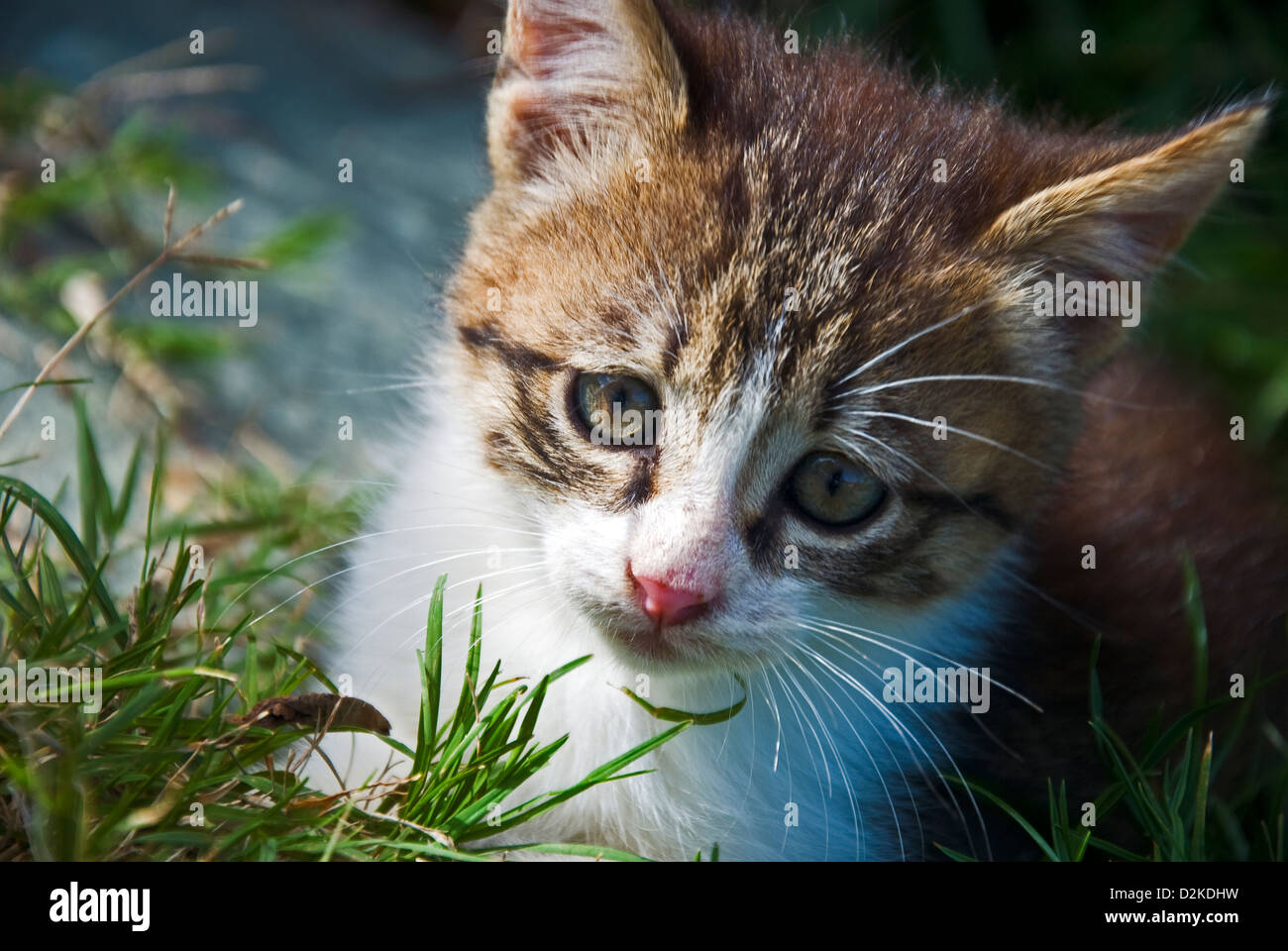 Portrait of a 2 months old kitten Stock Photo - Alamy