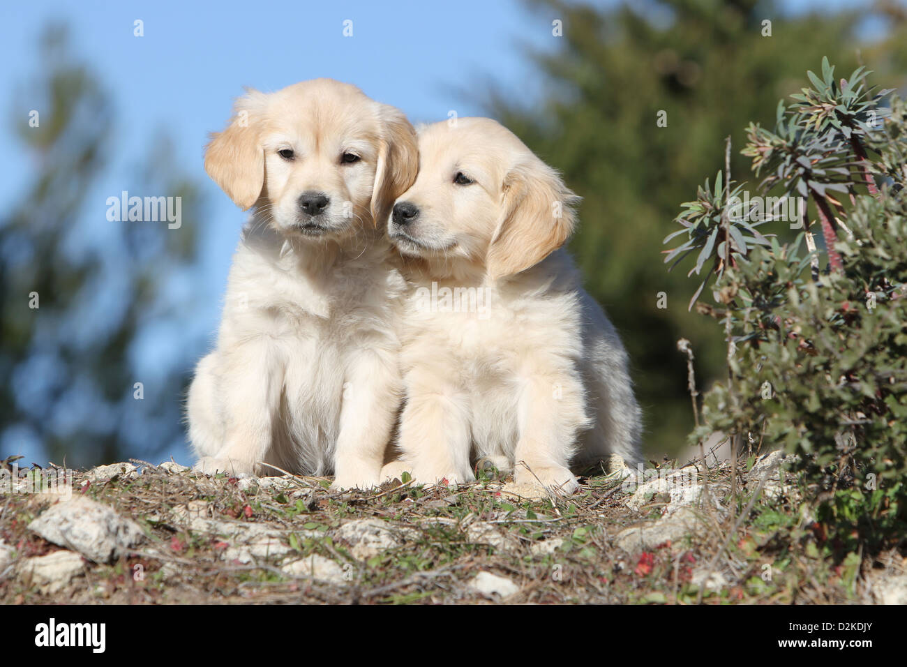 Are Labrador Retrievers Cuddly