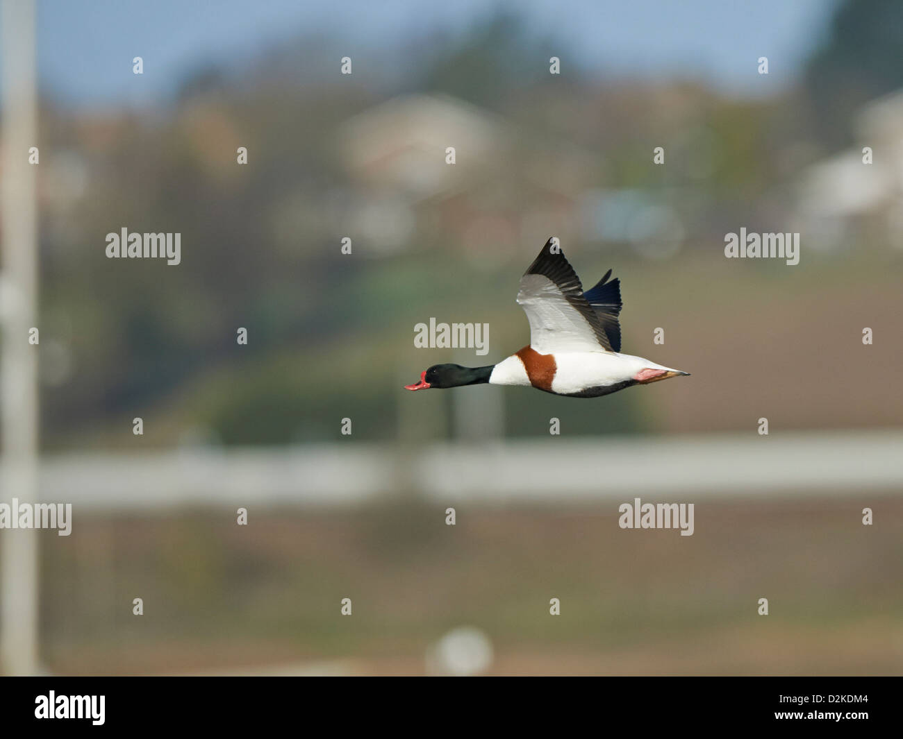 Shelduck feathers hi-res stock photography and images - Alamy