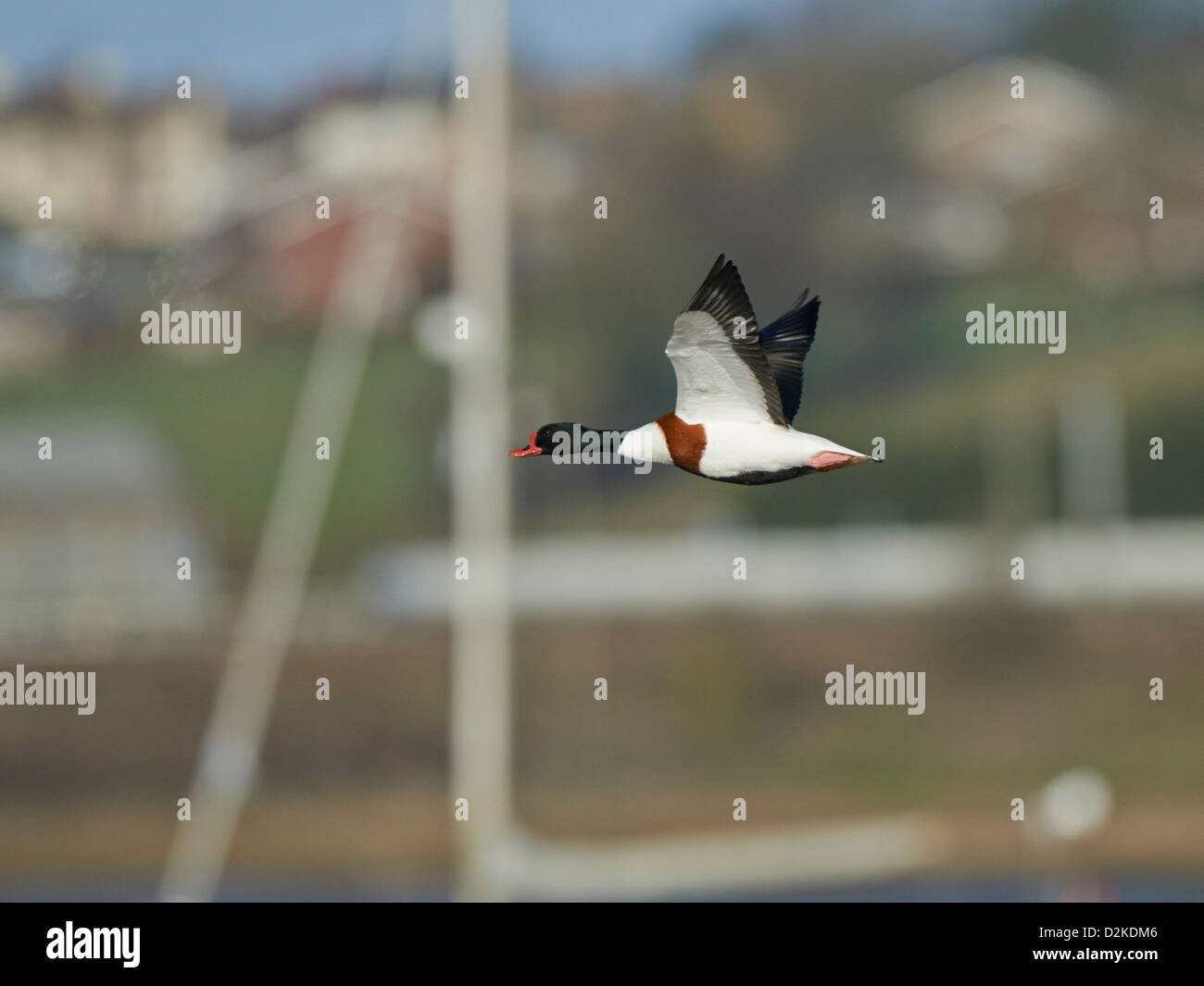 Shelduck estuary hi-res stock photography and images - Alamy