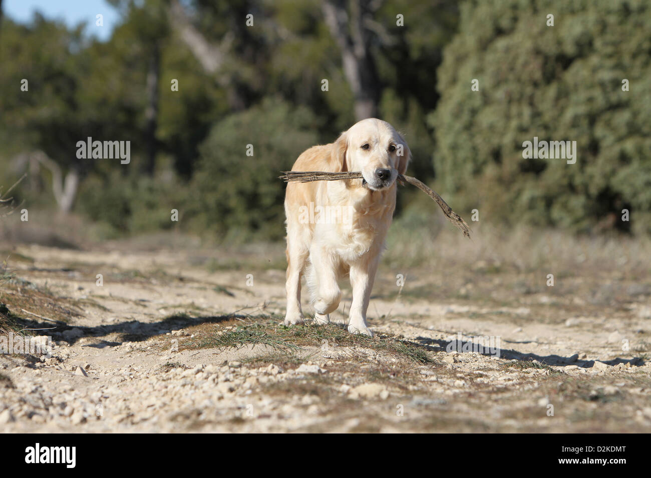 Dog Golden Retriever adult walking with a stick in its mouth Stock ...