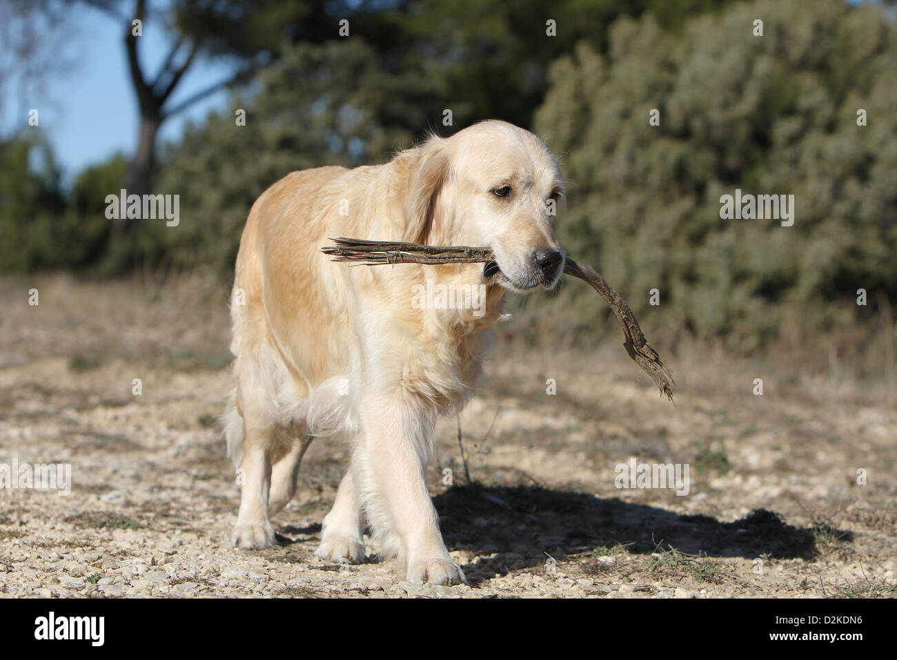 Walking with a stick hi-res stock photography and images - Alamy