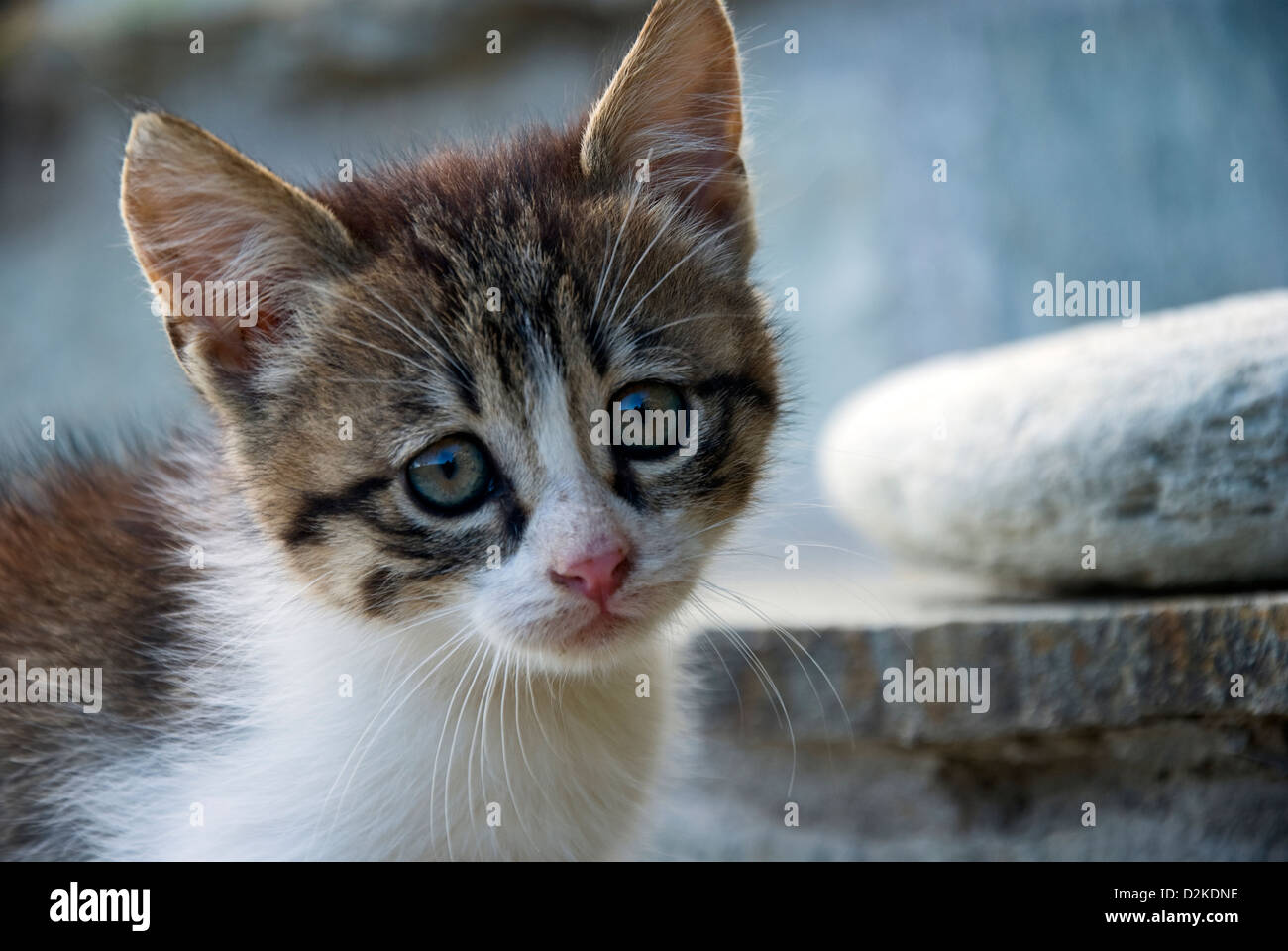 Portrait of a 2 months old kitten Stock Photo - Alamy