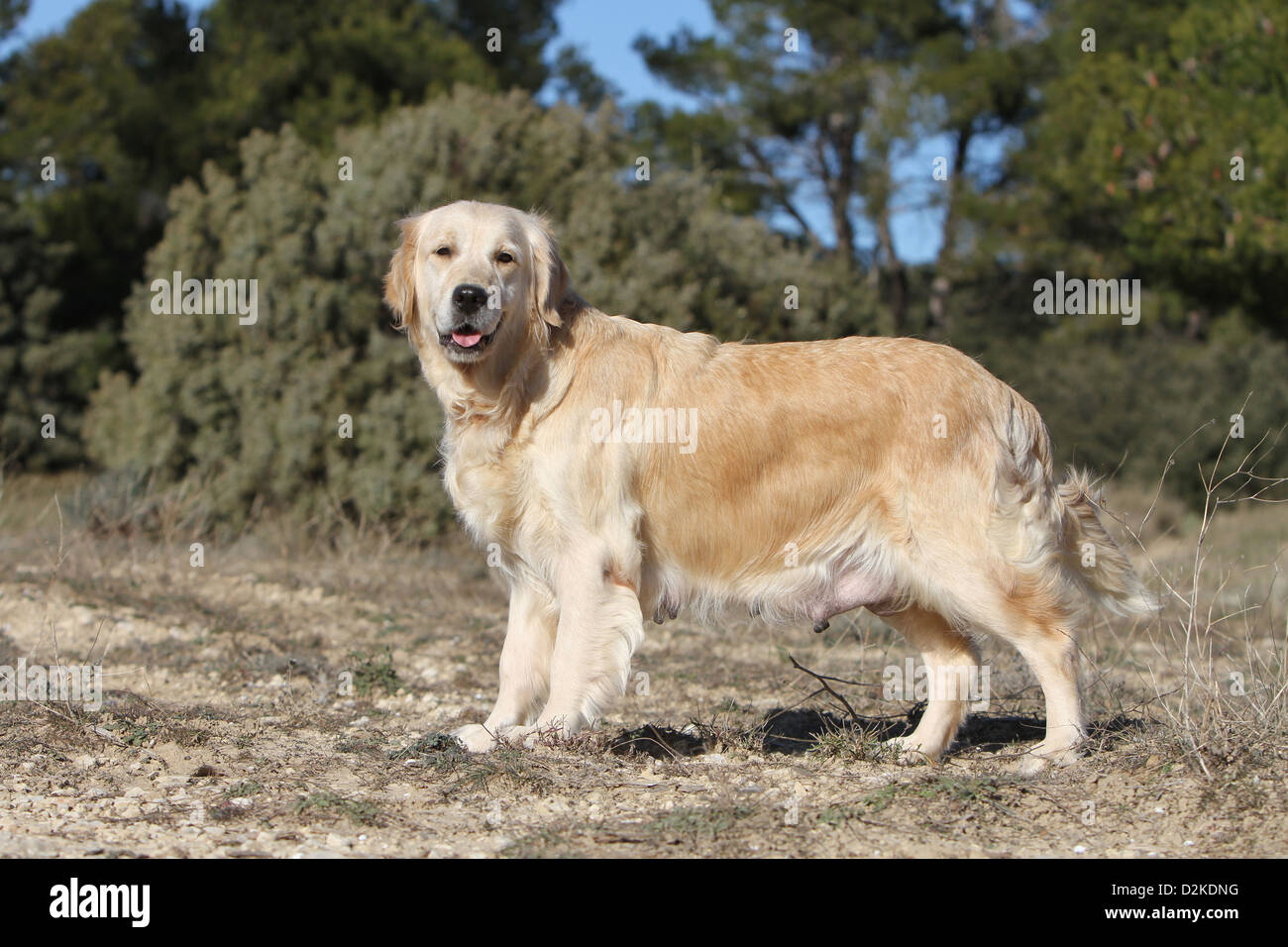Guide dogs stand hi-res stock photography and images - Alamy
