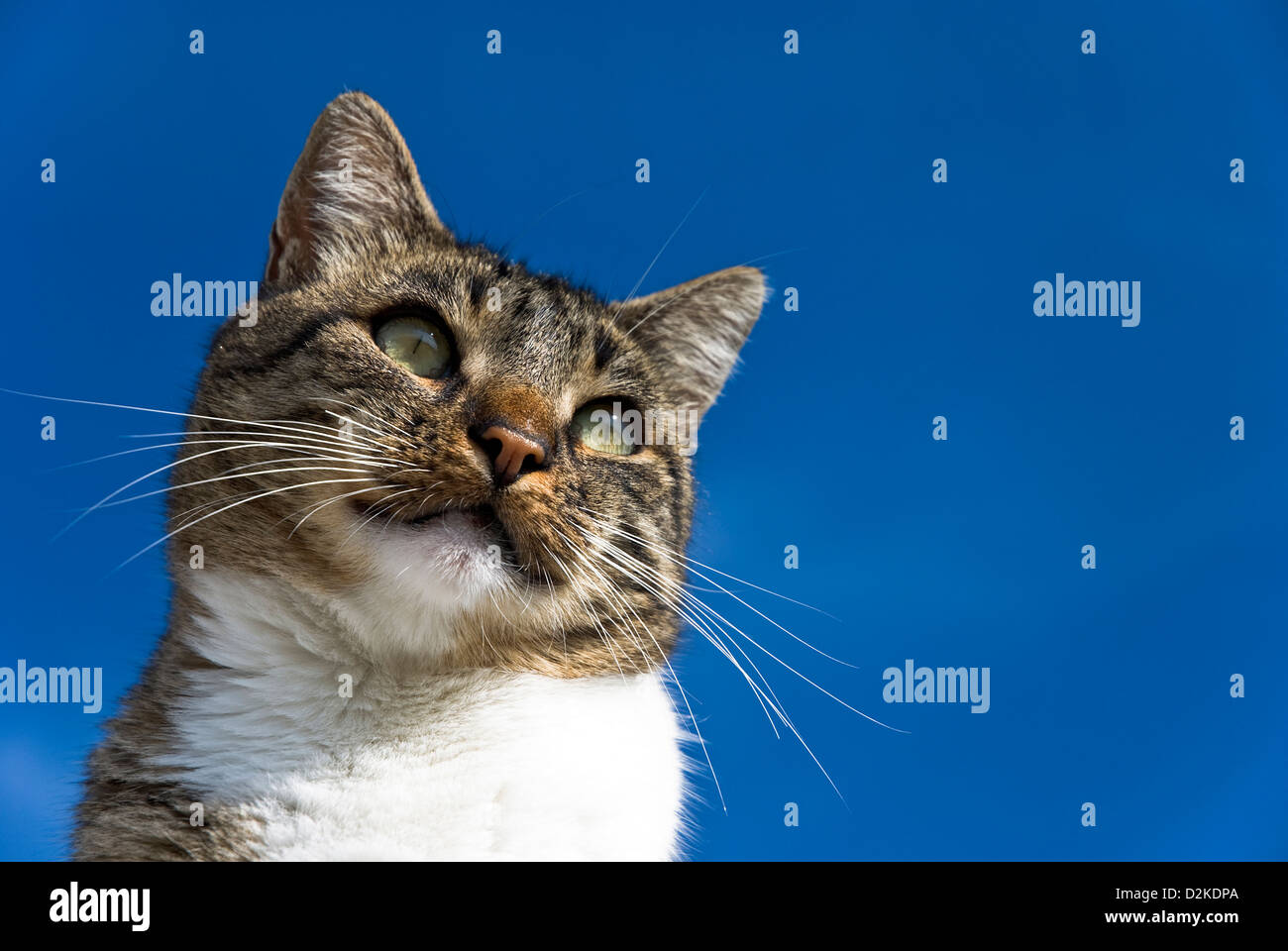 Portrait of a tabby tomcat against blue sky Stock Photo - Alamy