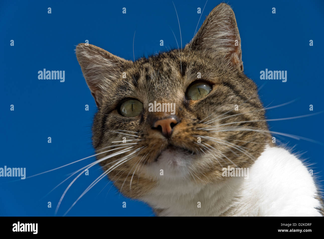 Portrait of a tabby tomcat against blue sky Stock Photo - Alamy