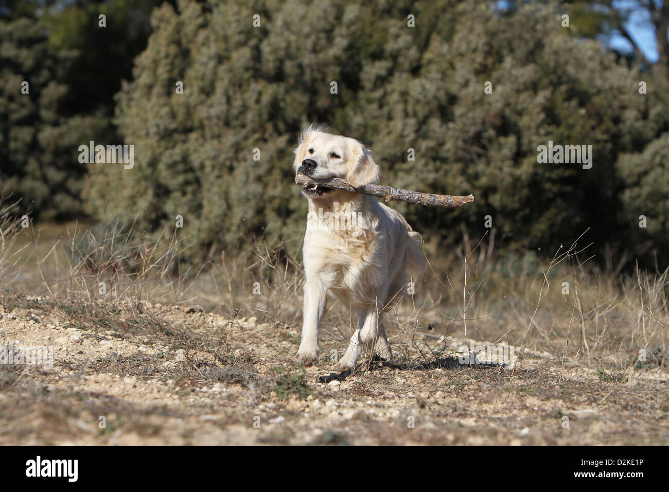 Dog running stick in mouth hi-res stock photography and images - Alamy