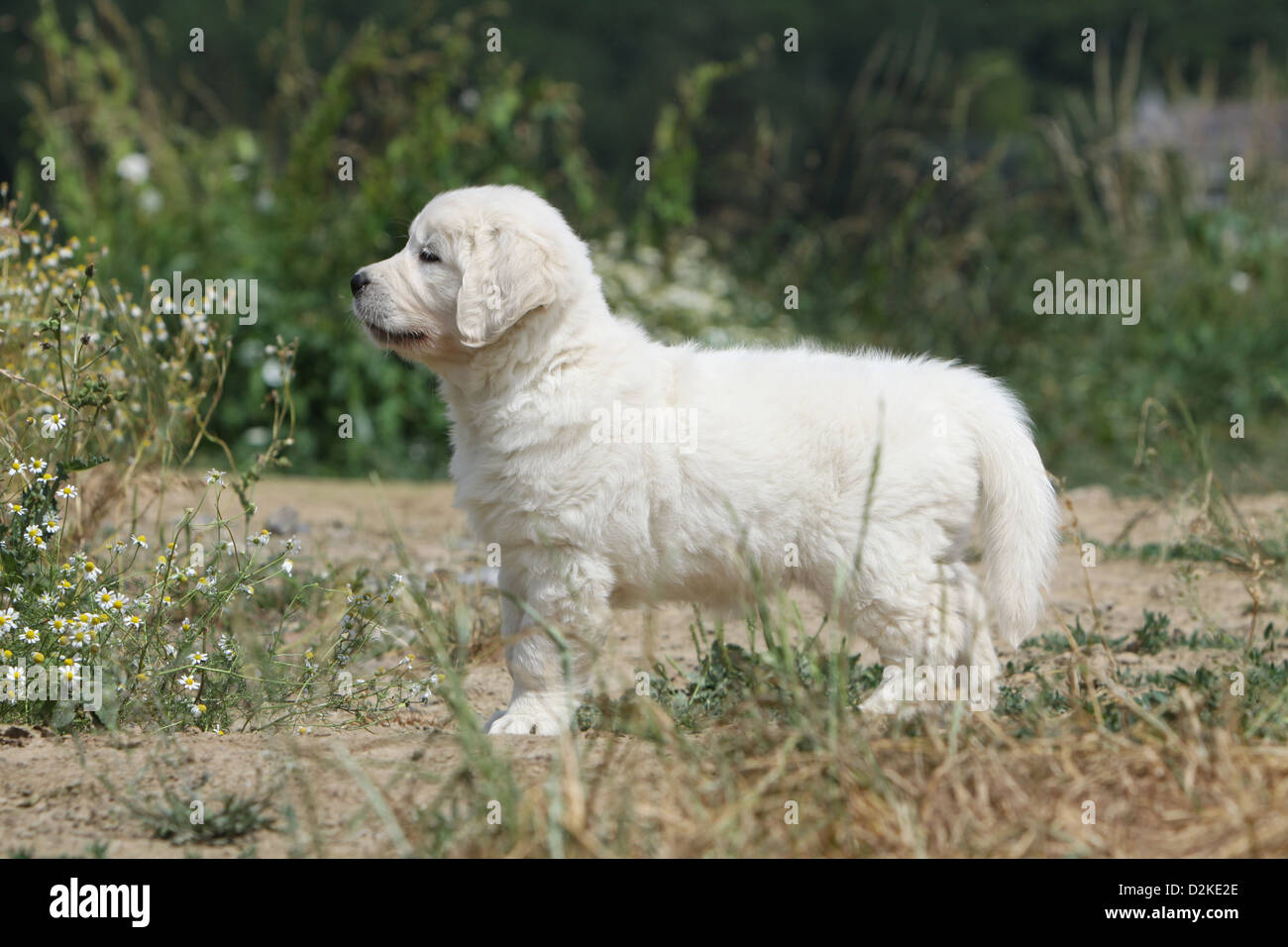 Guide dogs stand hi-res stock photography and images - Alamy