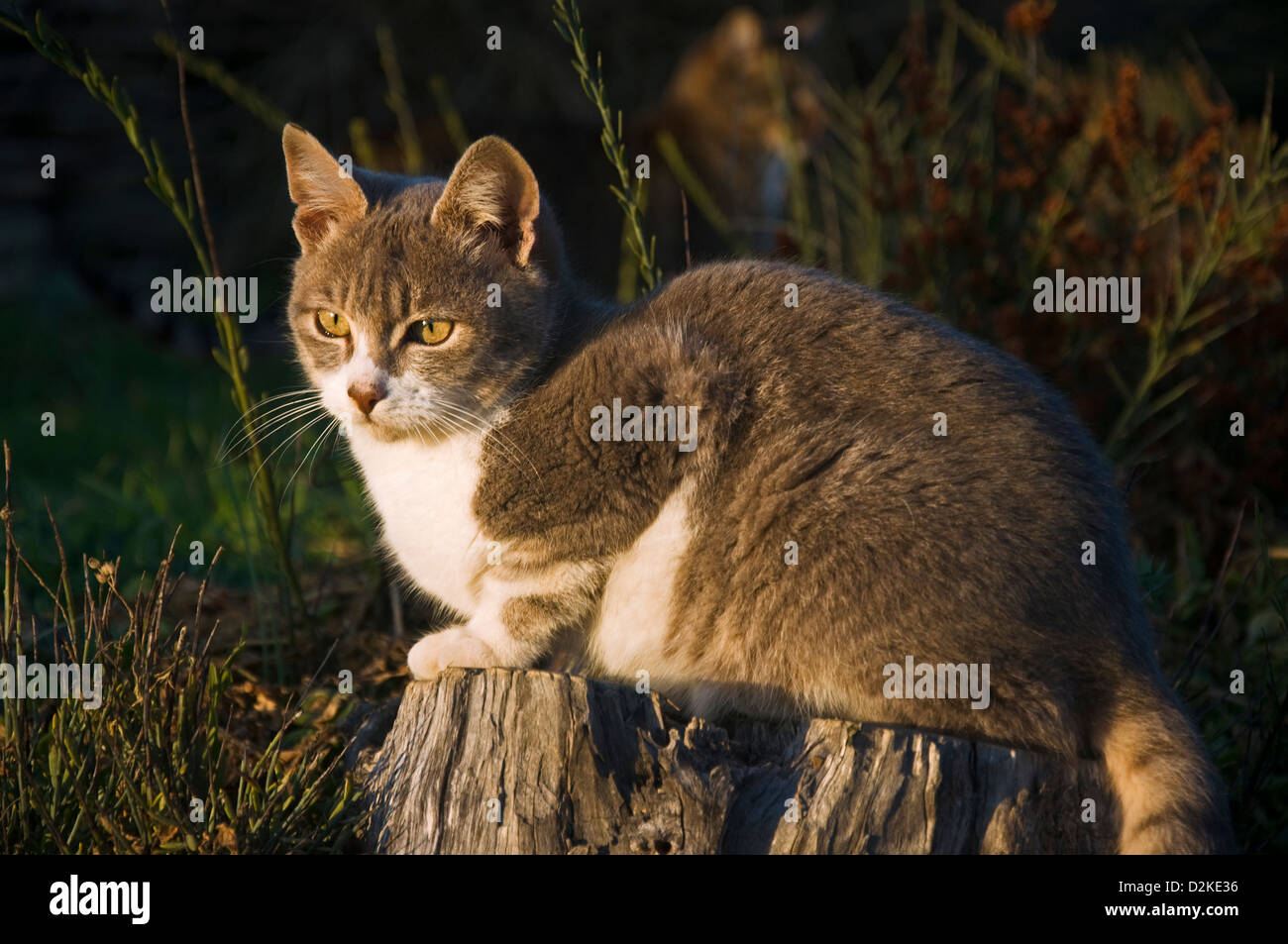 Tree Stump In Garden High Resolution Stock Photography and Images - Alamy