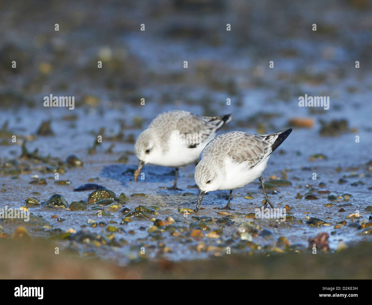 Small flock of sanderling hi-res stock photography and images - Alamy