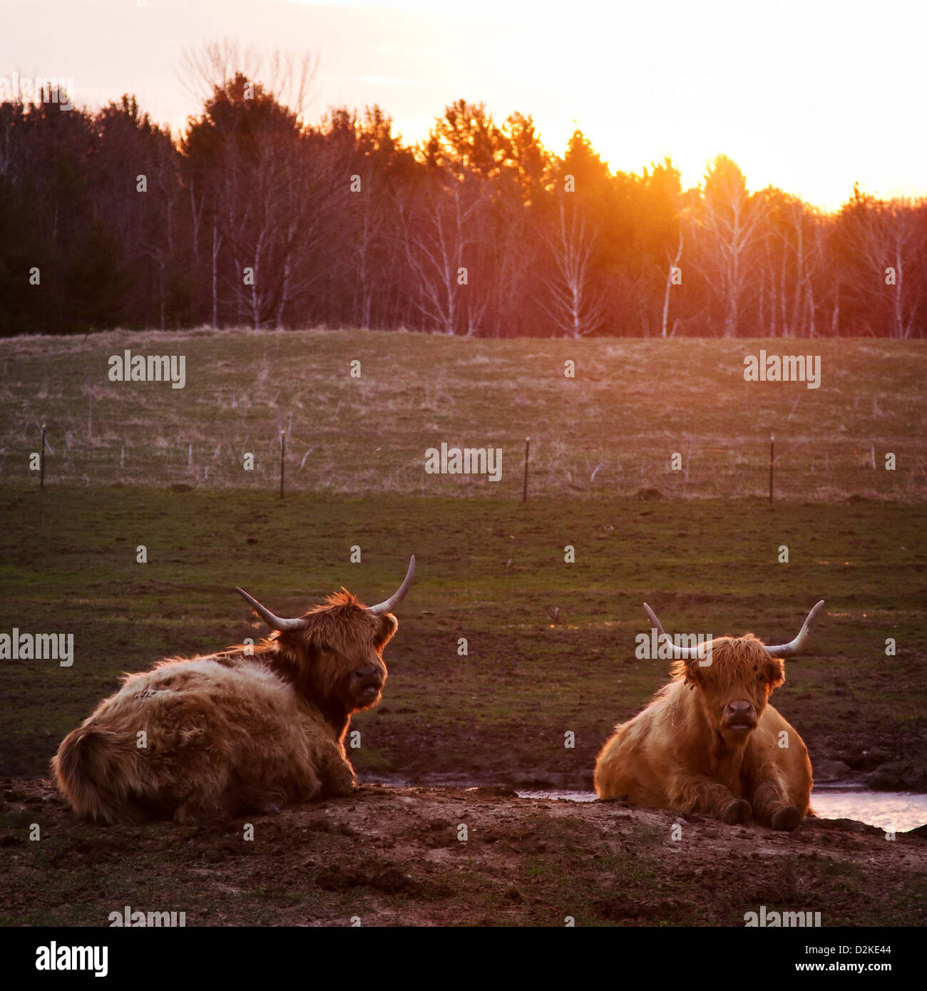 Two Scottish Highland Long Horn Cows enjoy the early morning sunrise ...