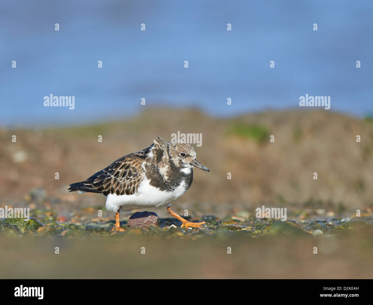 Turnstone feeding on shoreline Stock Photo - Alamy
