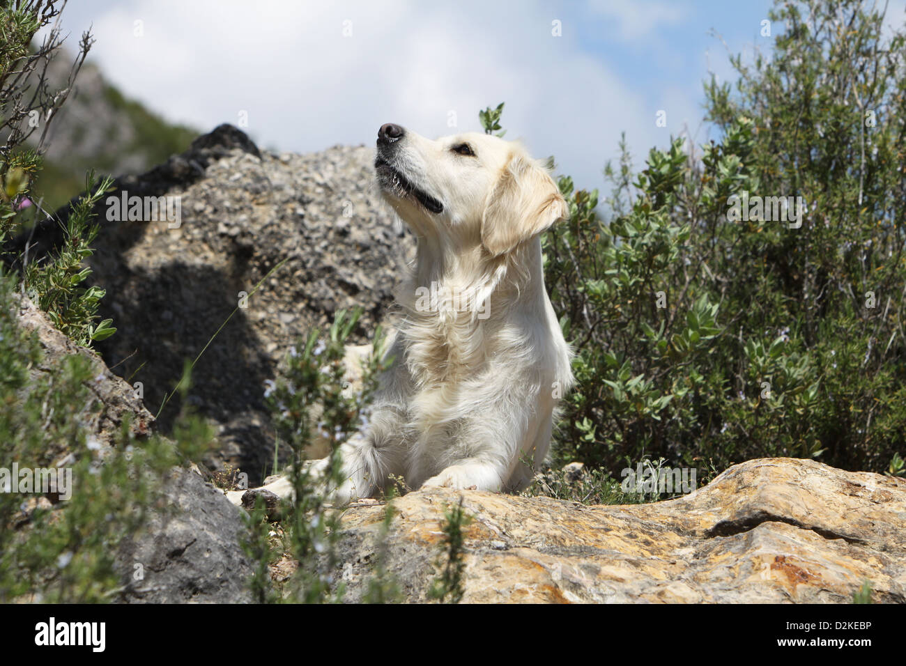 Dog Golden Retriever adult lying on a rock Stock Photo - Alamy