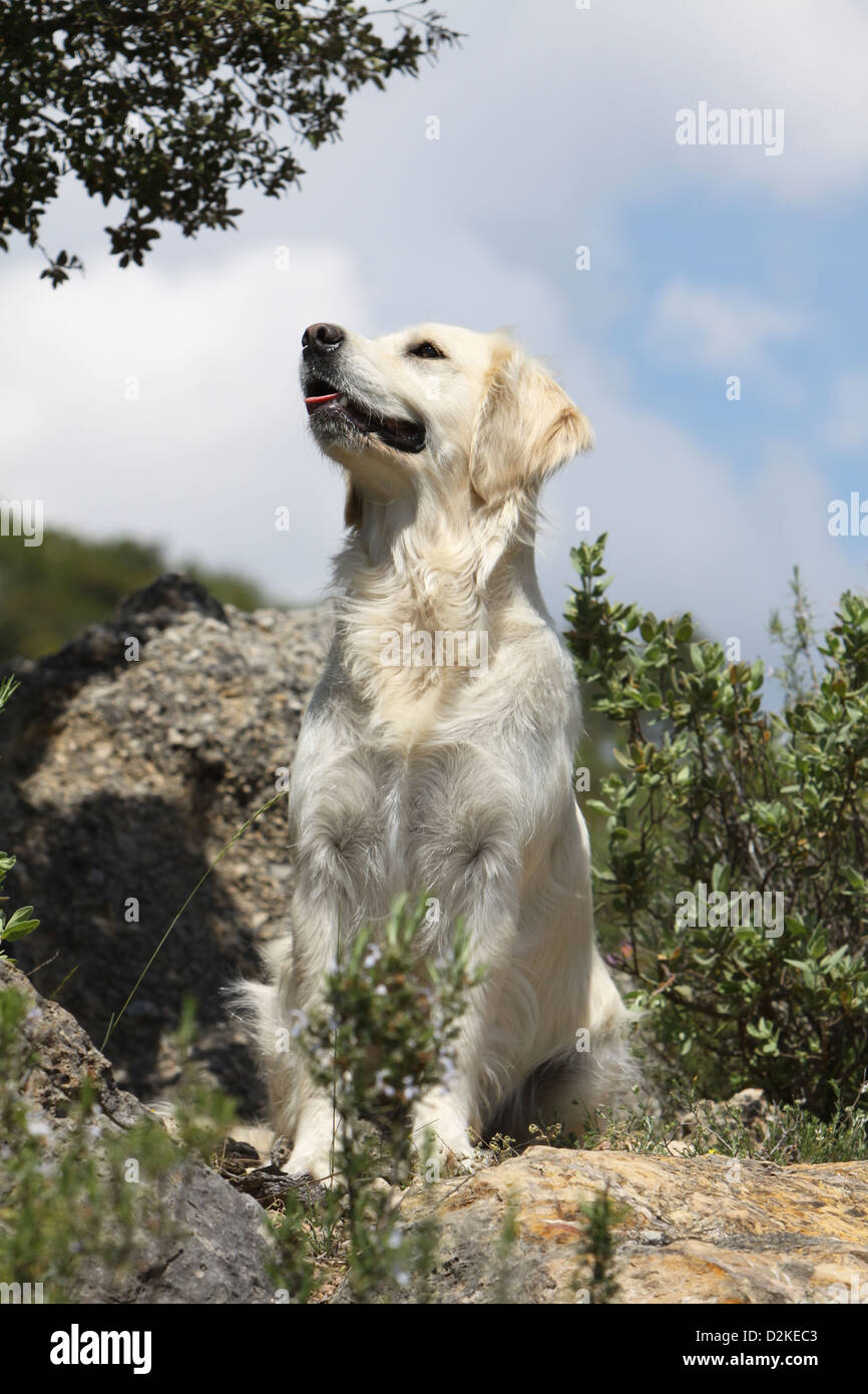 Dog Golden Retriever adult sitting on a rock Stock Photo - Alamy