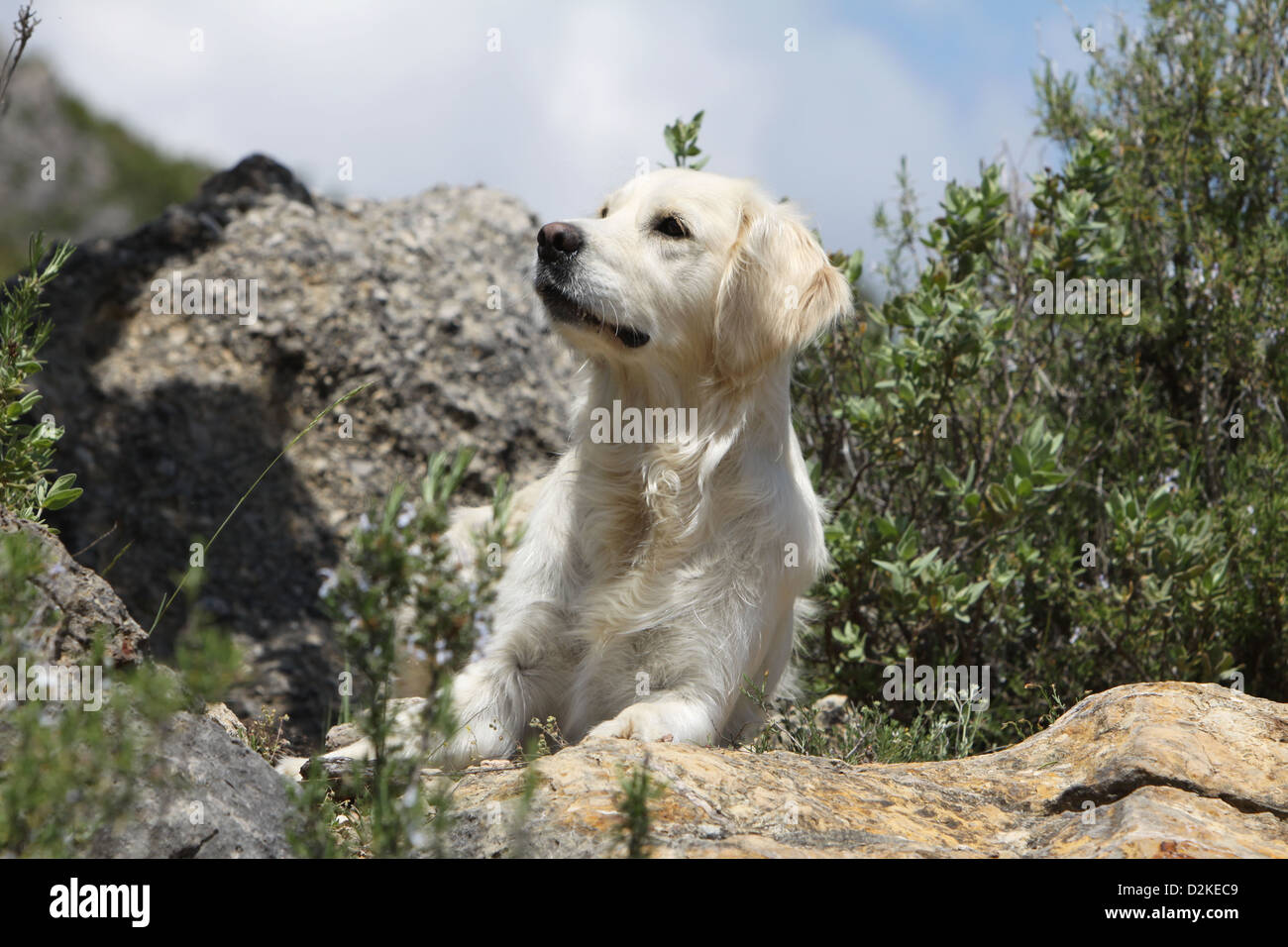 Dog Golden Retriever adult lying on a rock Stock Photo - Alamy