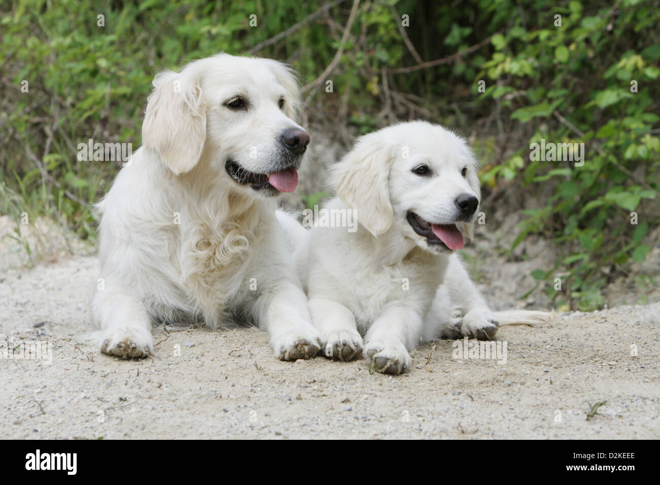 Cane Bianco Golden Retriever