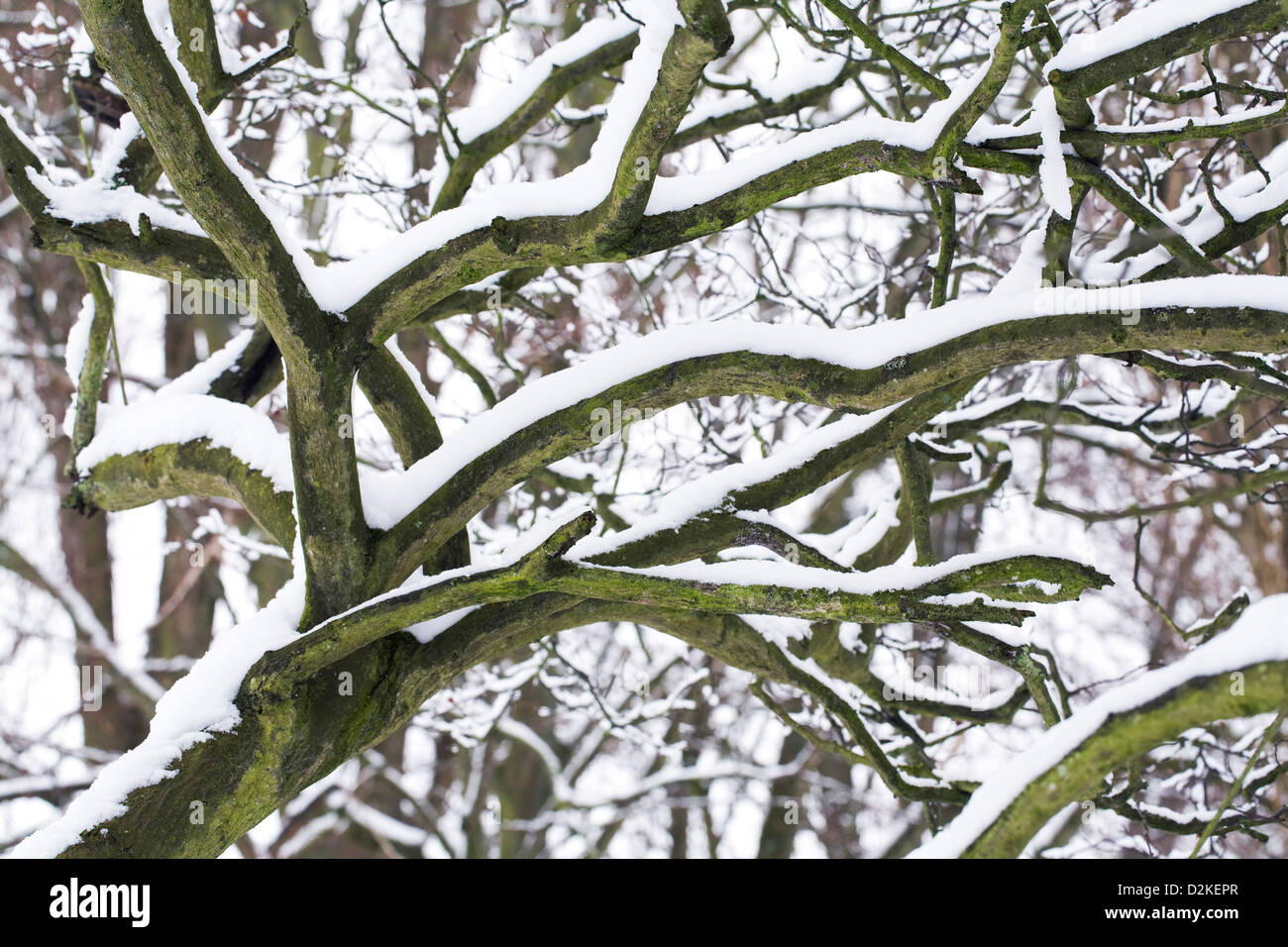 White snow covered branches tree hi-res stock photography and images - Alamy