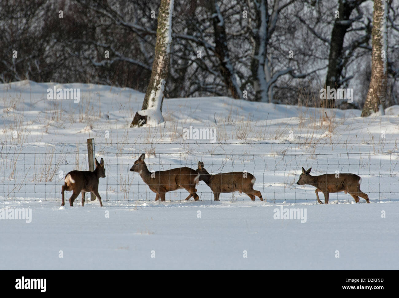 Roe Deer family foraging for food in difficult deep Winter snows. SCO ...