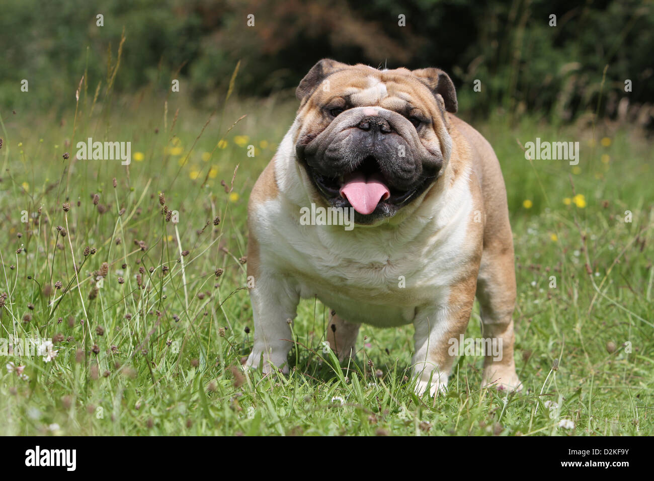 Dog English Bulldog adult standing in a meadow Stock Photo - Alamy